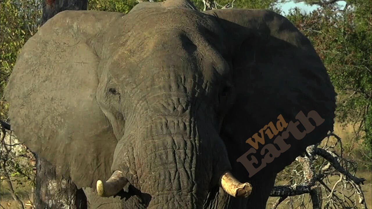 WildEarth - Sunset Safari - 24 June 2020 - YouTube