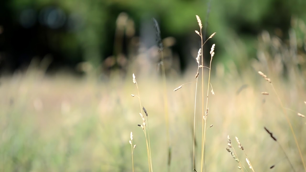 Nature Video Footage 4 free - YouTube