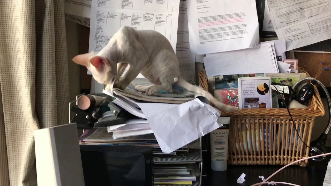 kitten bites paper - YouTube