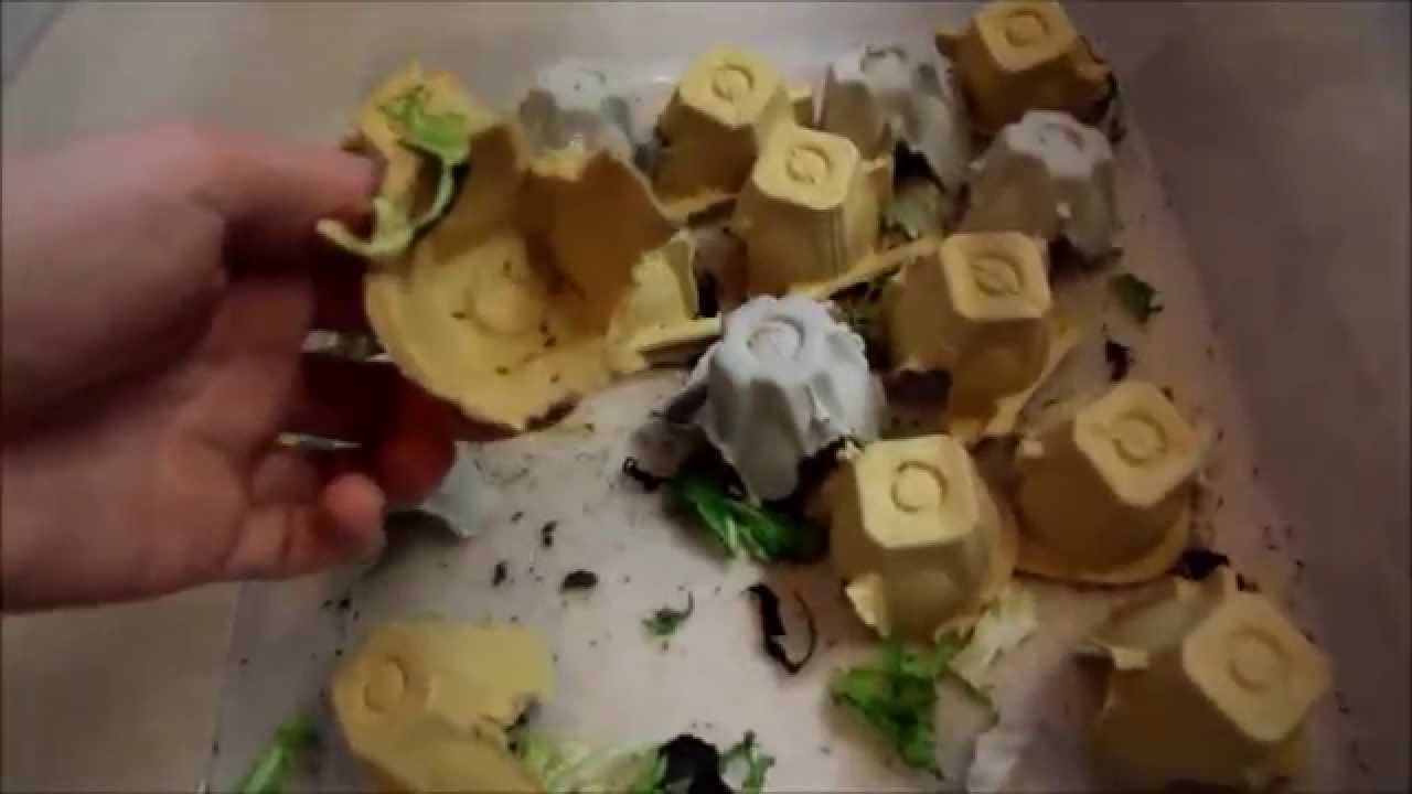 Grillion n°4 : Micro-grillons et bac de ponte mise en incubation - YouTube