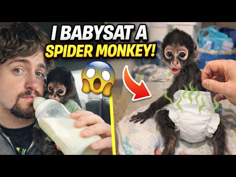 I Babysat a BABY SPIDER MONKEY… Diaper Change WENT WRONG 😭