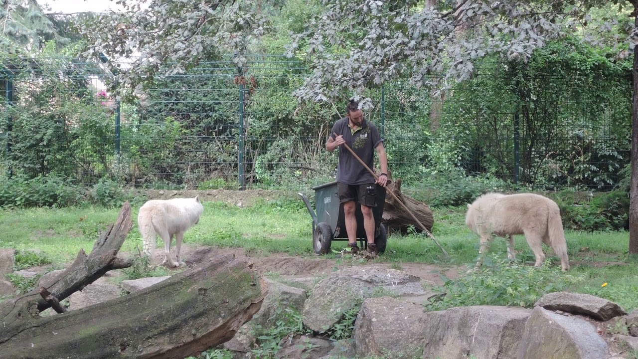 Wolves and Keeper in Berlin Zoo 20170825 - YouTube