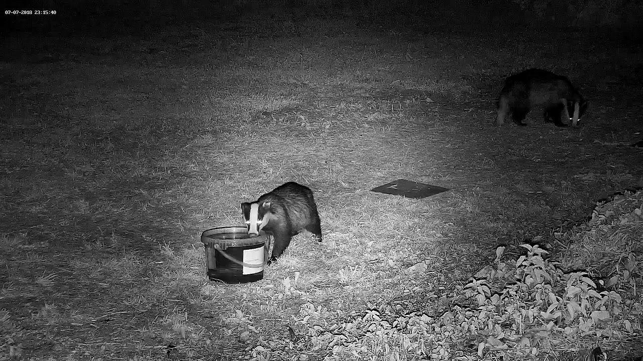 Badger having a long drink and cough and splutter - with sounds - YouTube