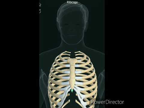 Human Skelton - YouTube