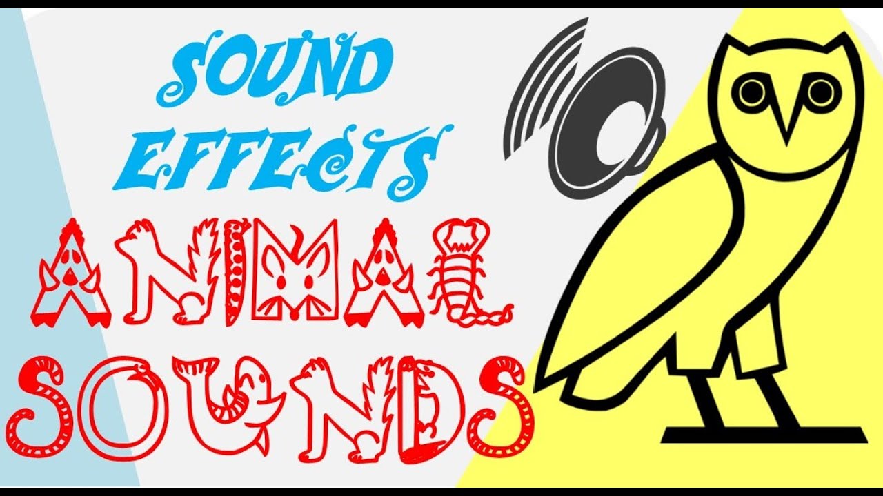 Animal Sounds | Tropical Bird Squeak | Sound Effects - YouTube