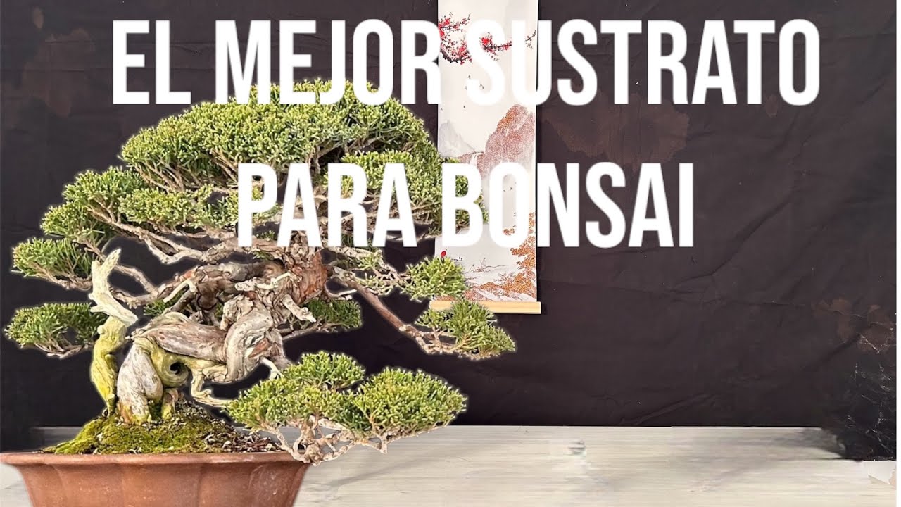 ACIERTA SEGURO con el sustrato de tu bonsai - YouTube