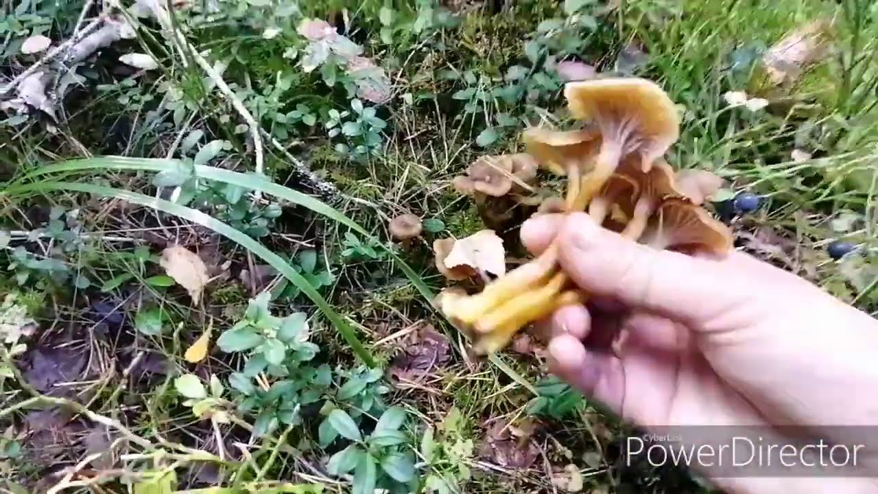 Picking Wild Mushrooms 2020. Kantarelli ja Suppilovahvero Sieni - YouTube