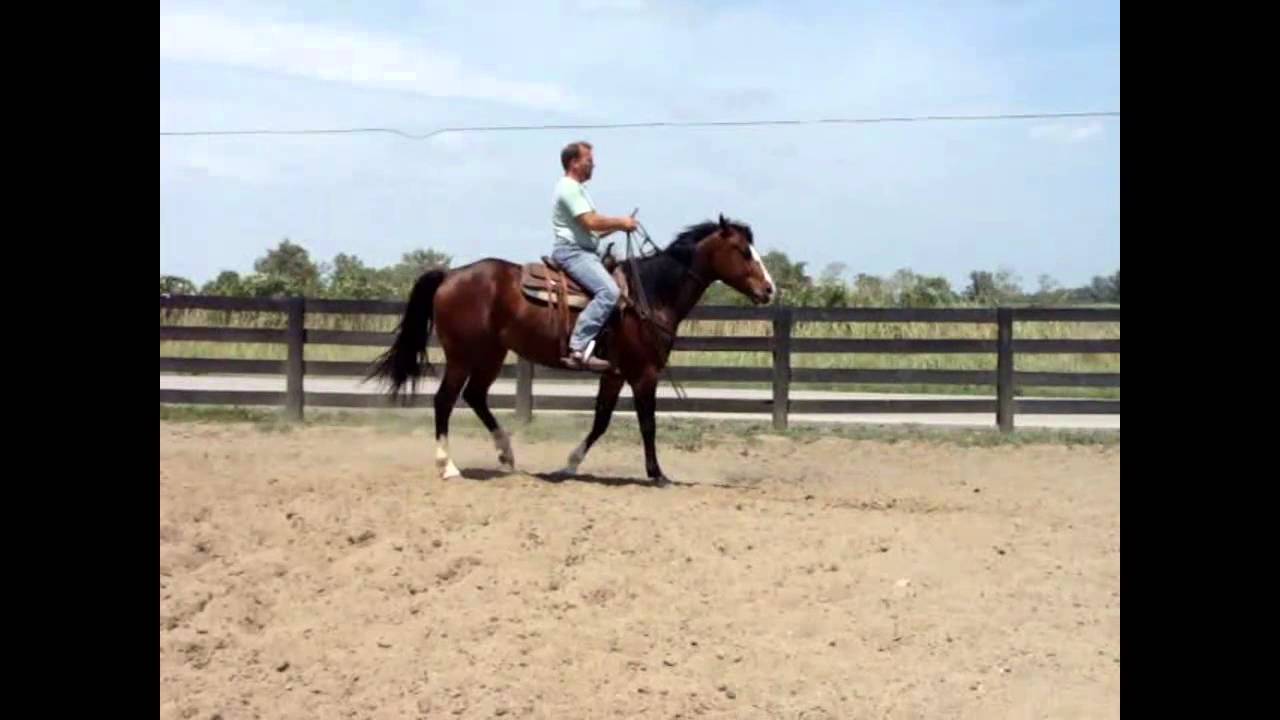 BIG STOUT RANCH HORSE - YouTube