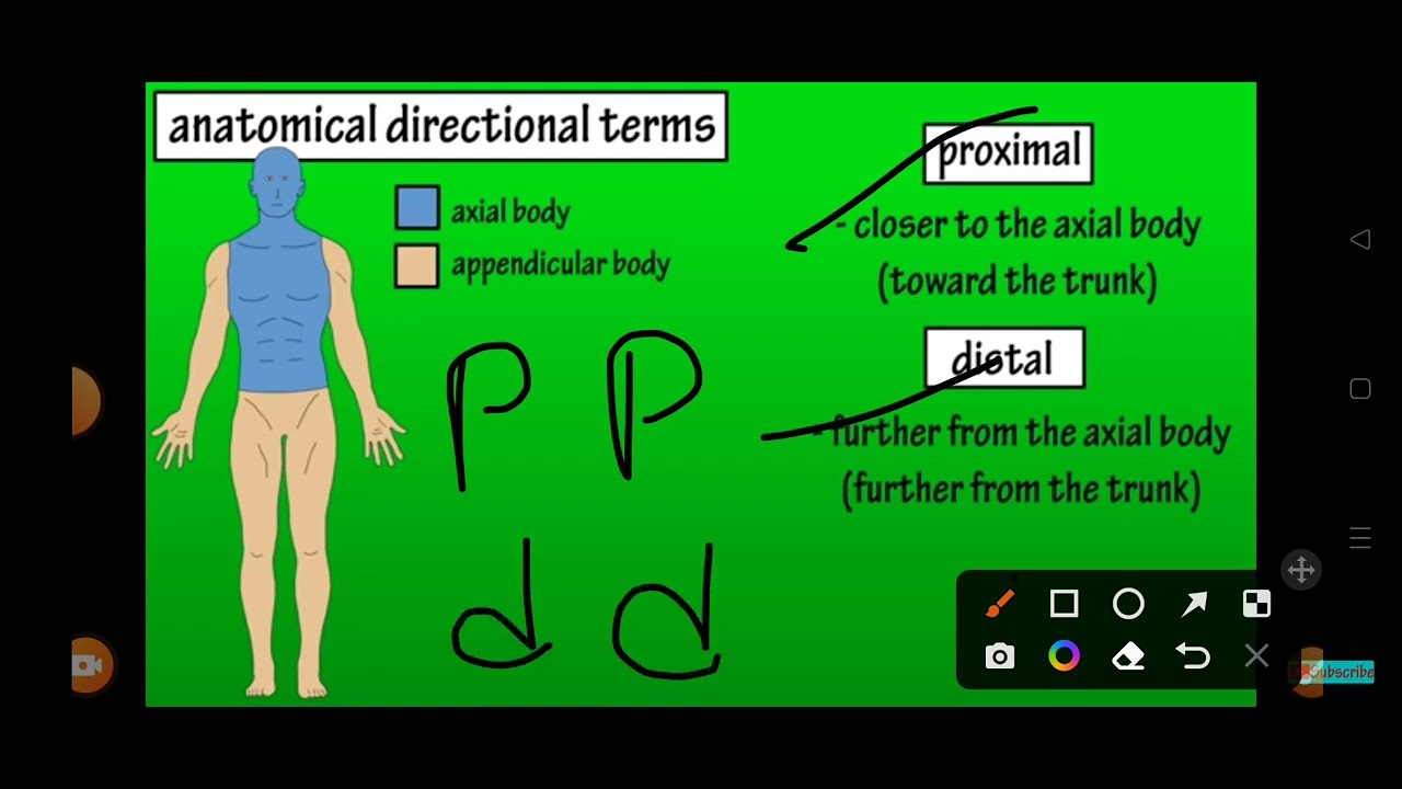 human-anatomical-position-in-hindi-position-medicalstudent-biology