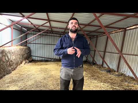 Kaz kümesi nasıl olmalı kazlara nasıl bakmalıyız #kaz#köyhayatı #mast #hayvancılık #kazbakımı #yavru