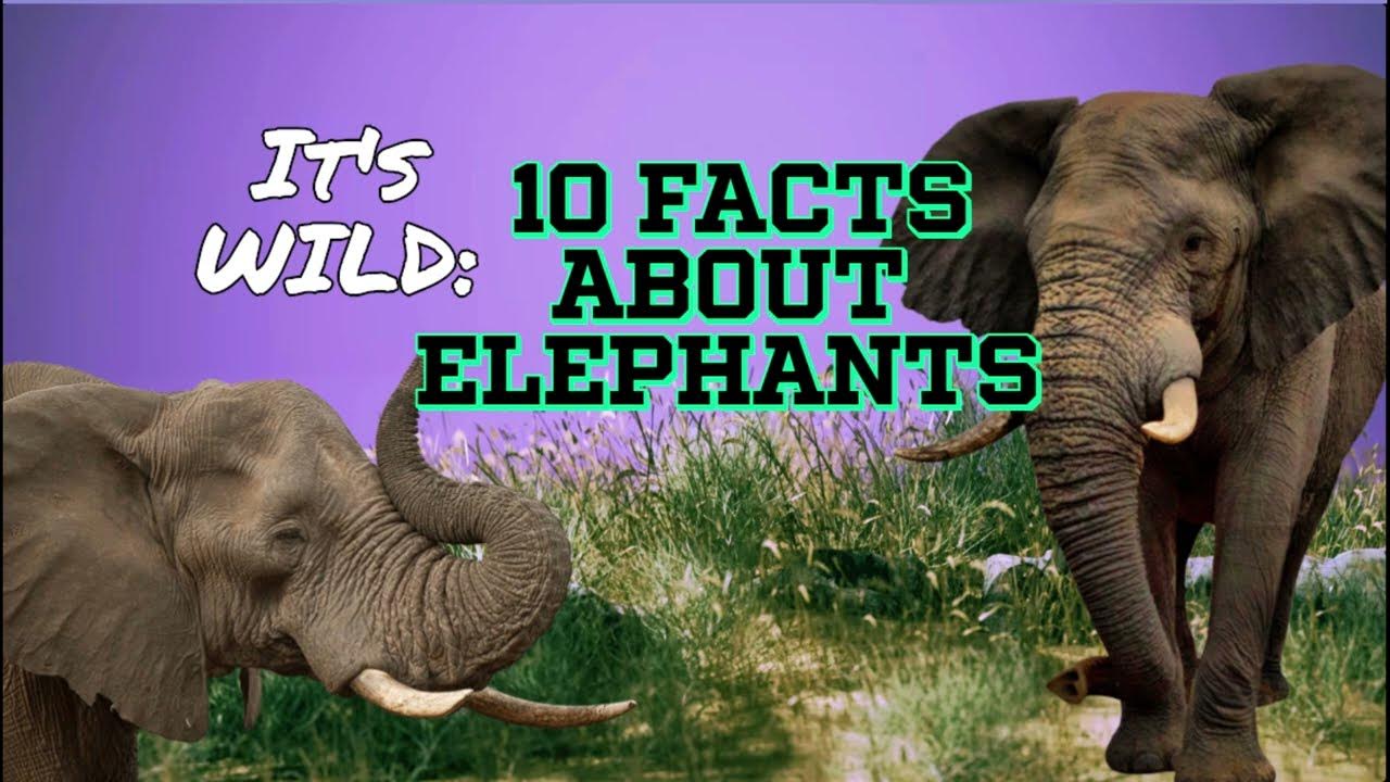 It's Wild: 10 Facts About Elephants - YouTube