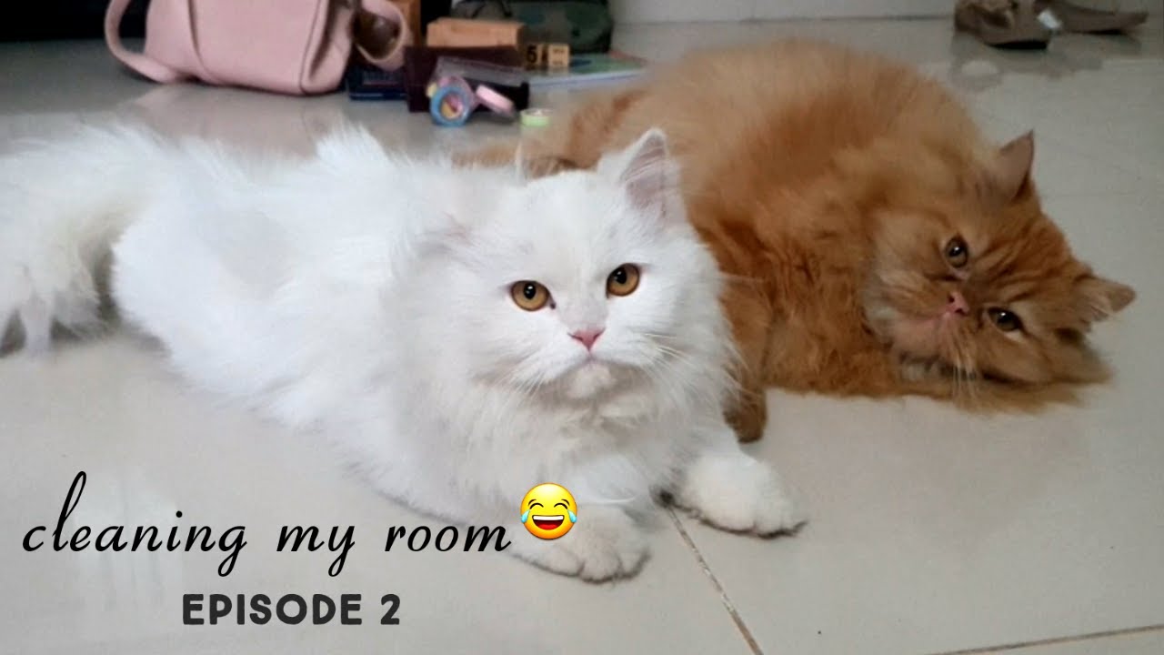 cleaning my room with my cats 😂| Episode 2 | cat videos | funniest cat ...