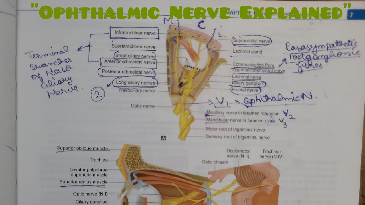 Ophthalmic Nerve (CN V1) Explained | Sensory Innervation of Eye, Cornea ...