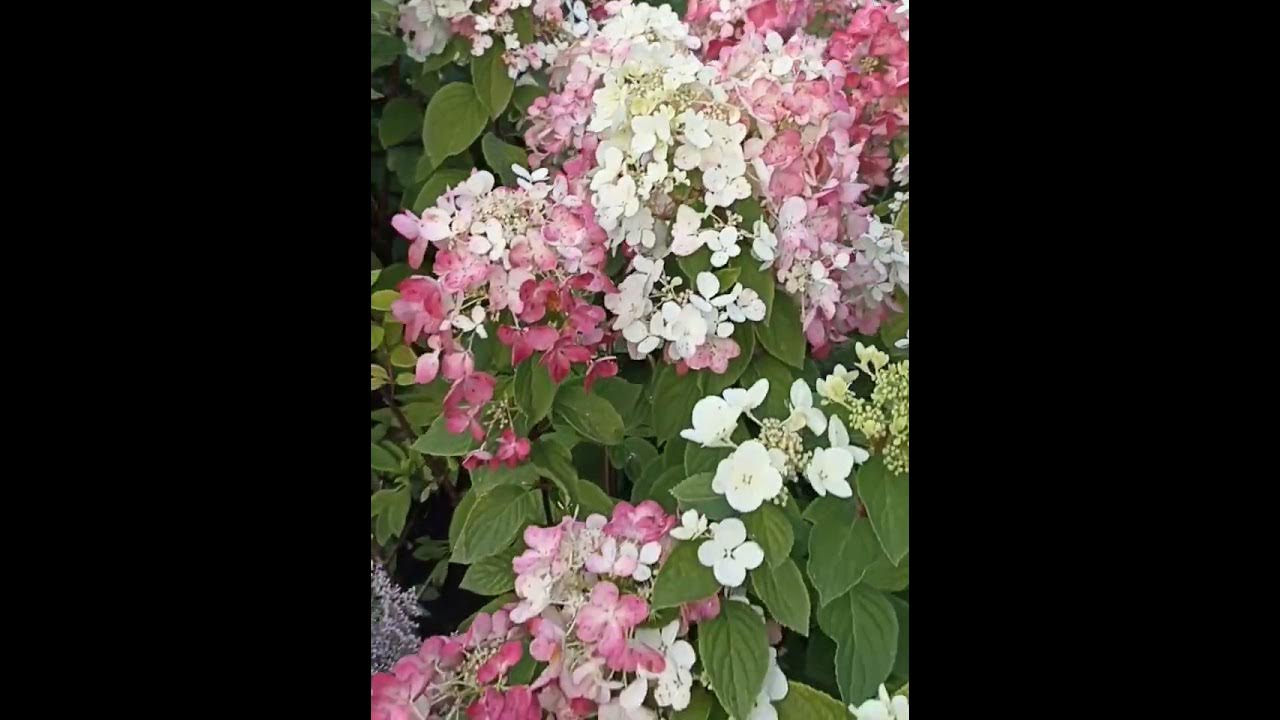 гортензия метельчатая Даймонд руж - YouTube