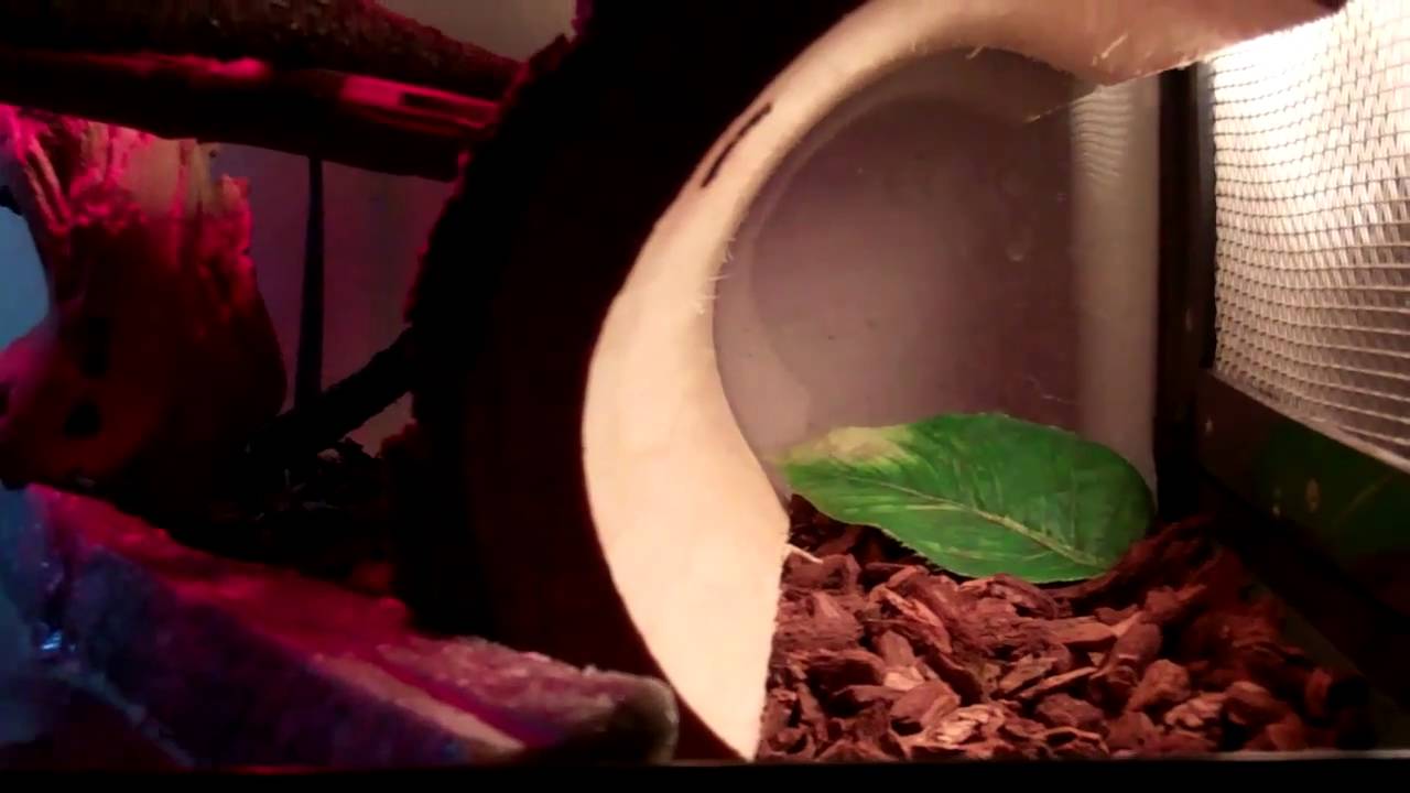 Chinese Water Dragon Terrarium - YouTube