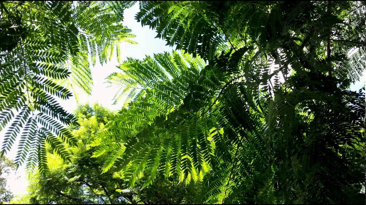 Jacaranda Mimosifolia anotimp de Vara 04 - YouTube