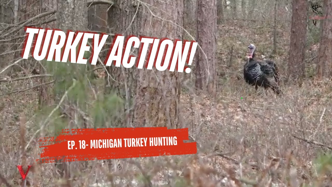 Turkey Action in Michigan: Epic Turkey Hunting Adventure! - YouTube