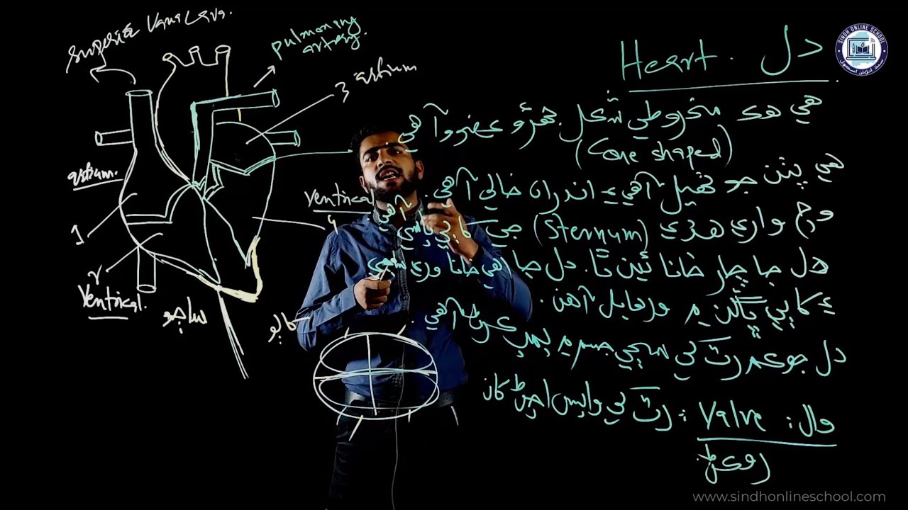 Heart | Science Class 7 | Chapter 2| Lecture 2 | Sindh Online School ...