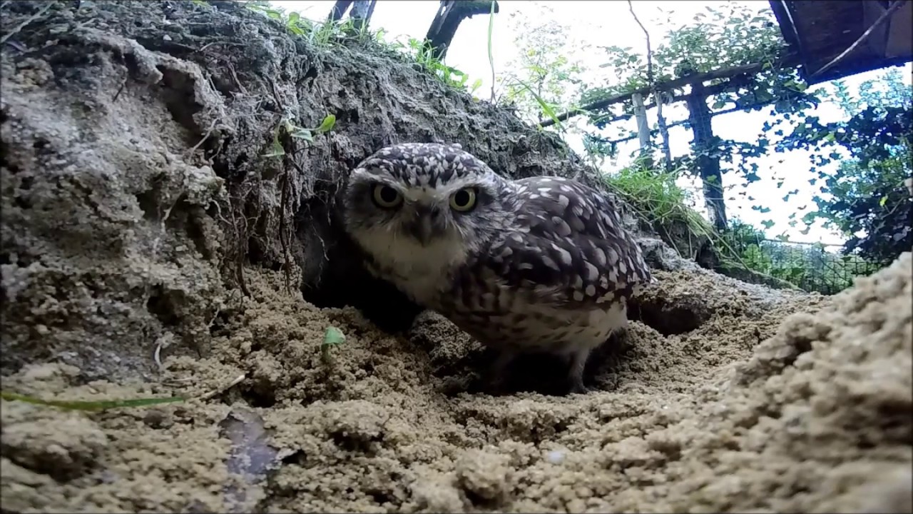funny burrowing owl, cute - YouTube