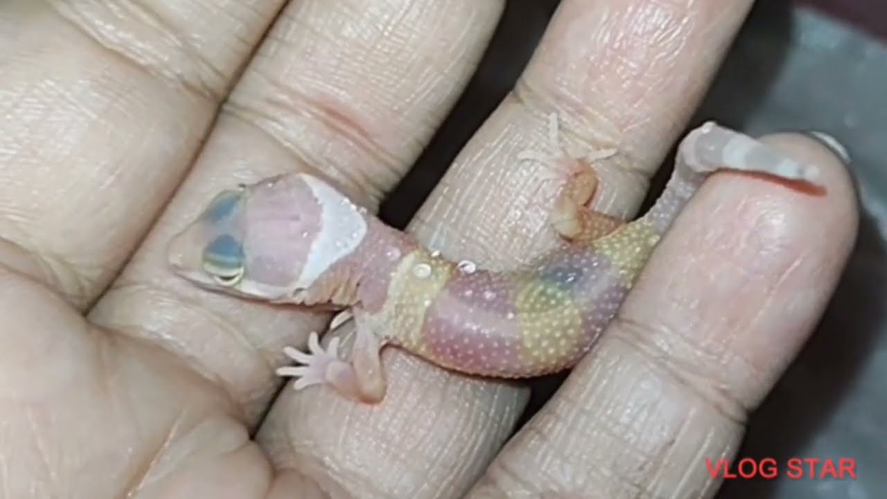 Leopard Geckos (breeding & buying tips no one will tell you) - YouTube