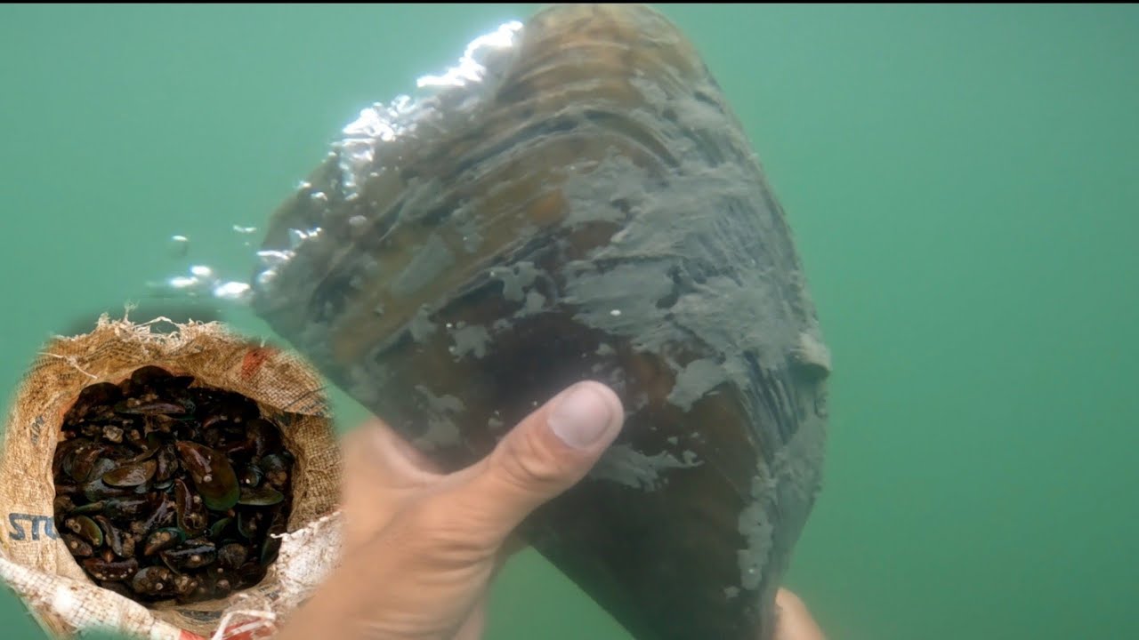 EPISODE 3 | DIVING, CATCHING PEN SHELL AT TAHONG - YouTube