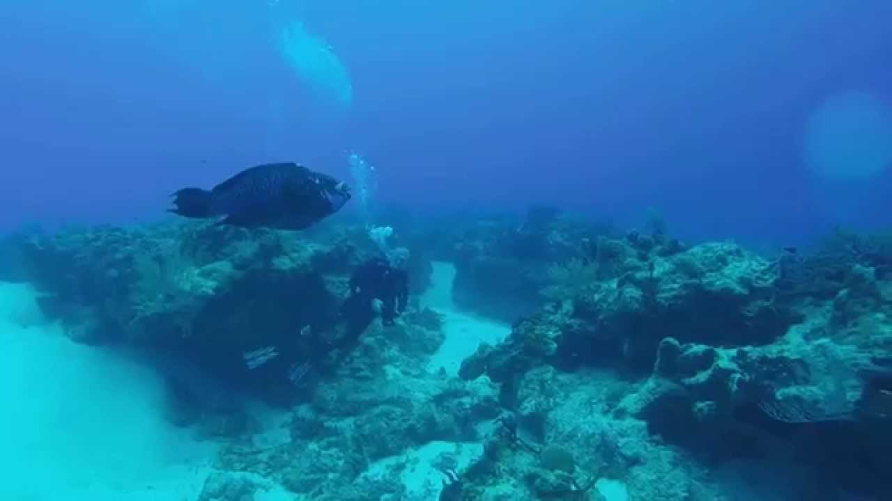 Big coral eating fish! - YouTube