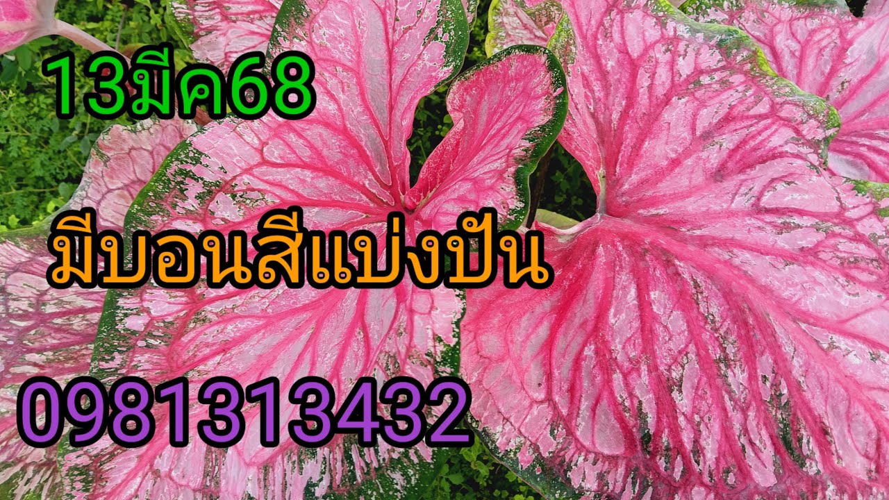 บอนสีผู้เฒ่าเฝ้าเรือนตอนกัดสีเต็มร่าง#บอนสีโบราณ #บอนสีนอกตู้ - YouTube