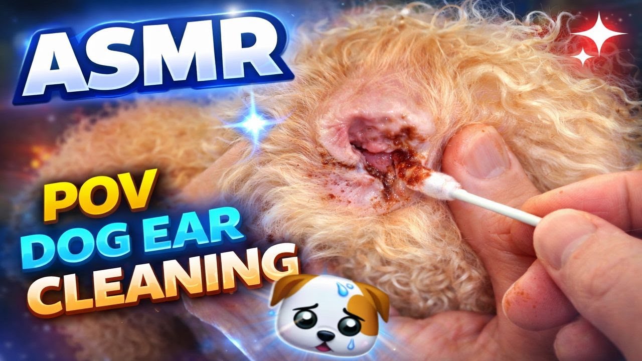 ASMR Dog Ear Cleaning POV | Cleaning Chunky, Itchy Ears on an Older ...