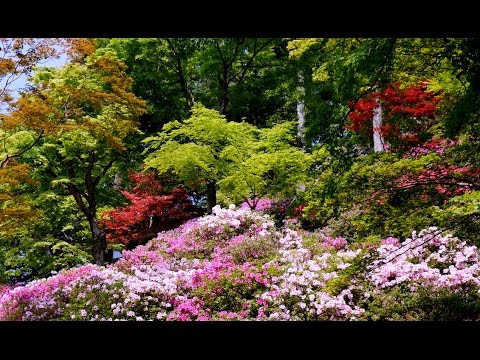 Japanese Azalea and Maple Garden, Daikozenji Temple - YouTube