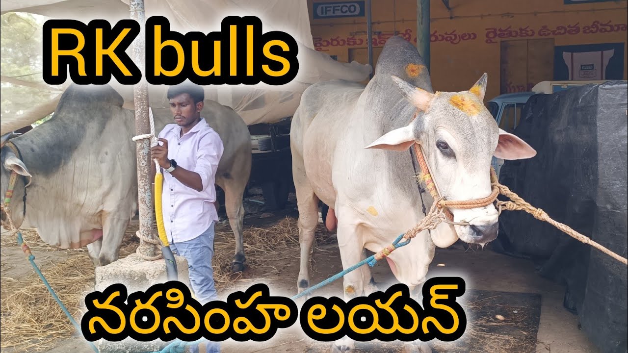 RK bullsఅత్తోటశిరీష చౌదరి గారు శివకృష్ణ చౌదరి గారి సీనియర్ గిత్తలు ...