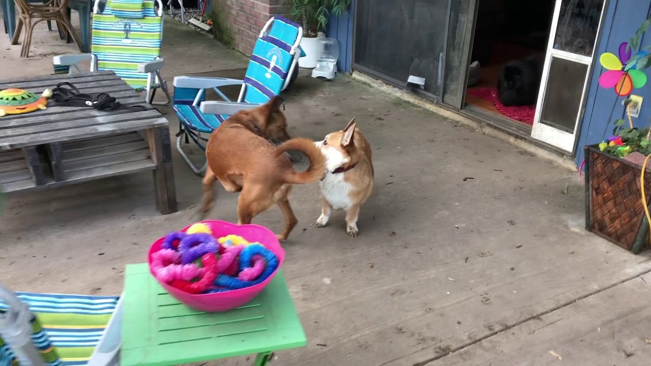 Just woofers being woofers at The Woofer Walkers Home Base - YouTube