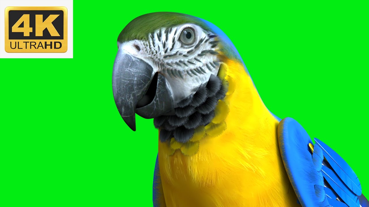 Green Screen Images Parrot at Erin Patteson blog