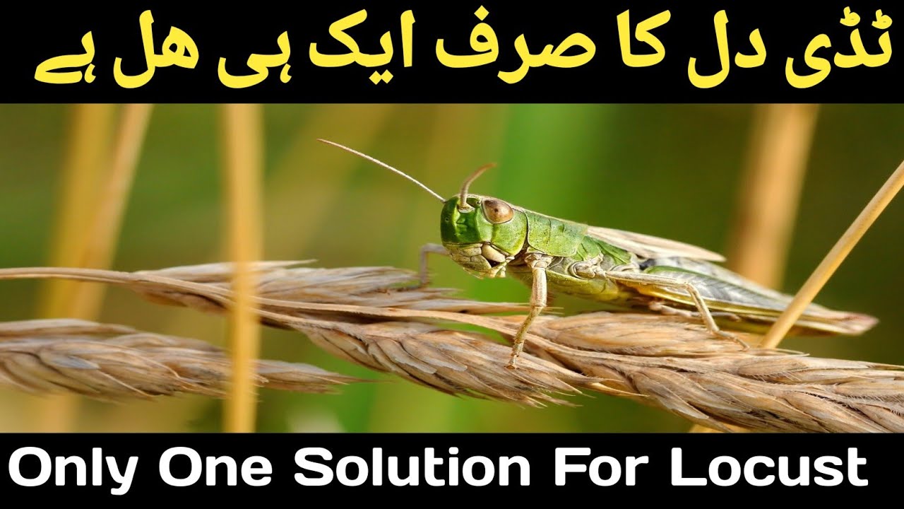 Tiddi Dal Locust Attack In Pakistan || Tiddi Dal Hamla Latest News Only ...
