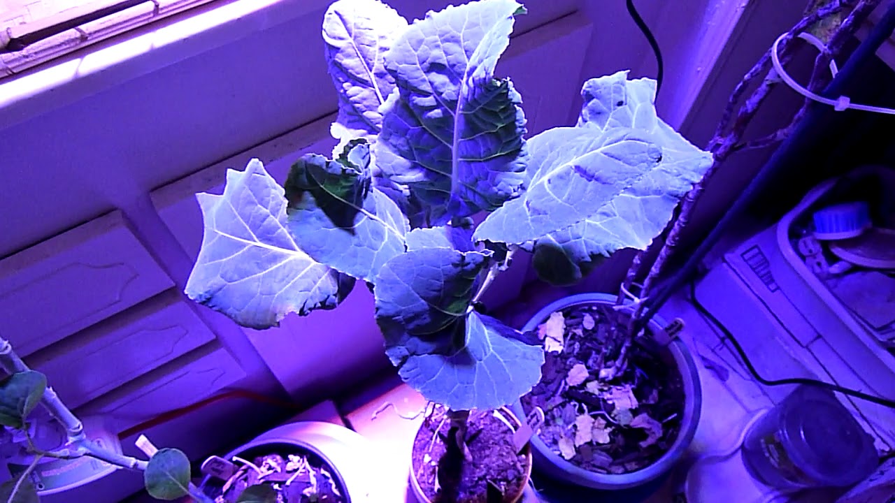 Bringing Tree Collards Indoors for Winter - YouTube
