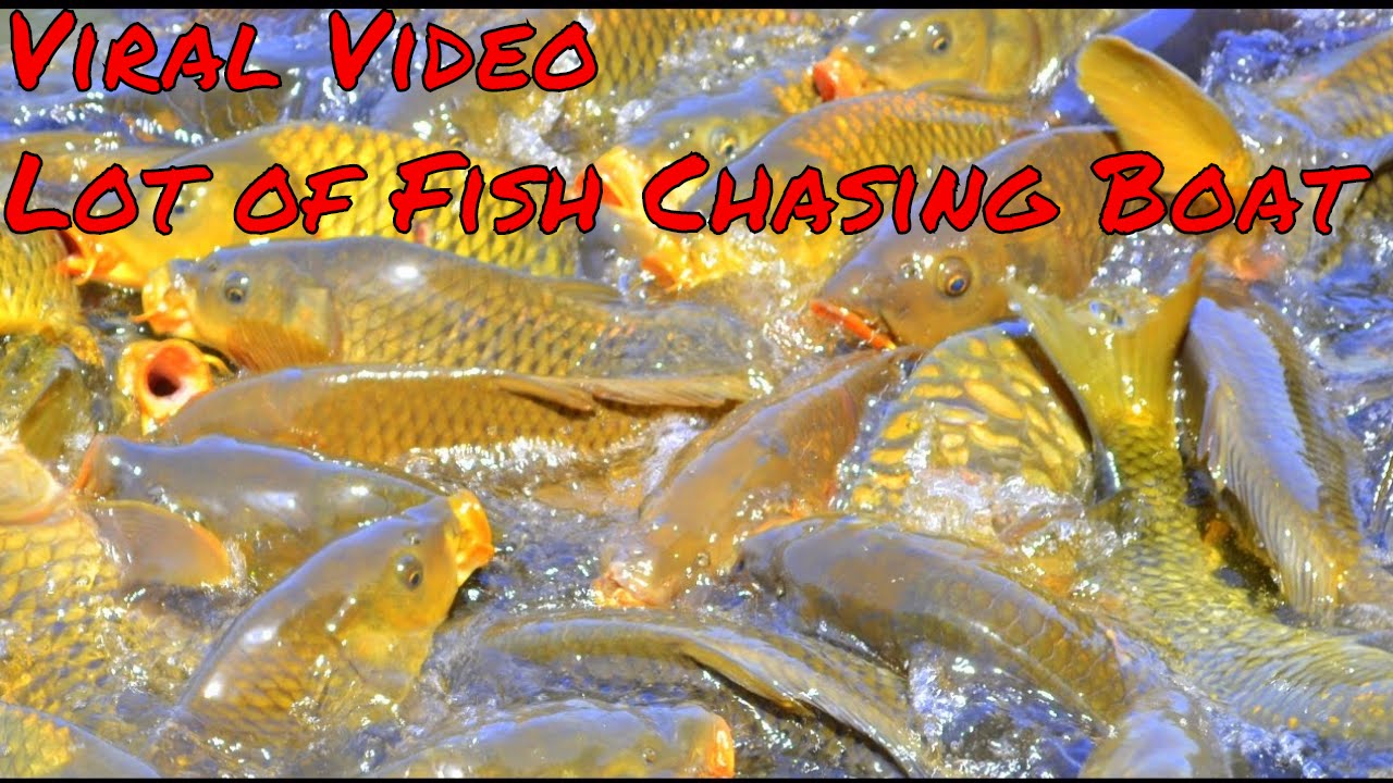 Amazing Video: Fish chasing the boat - YouTube