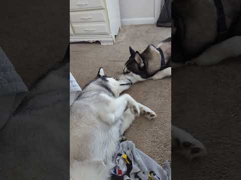 Fundraiser by Robert Hanzel : Emergency Relocation for Stitch & Family