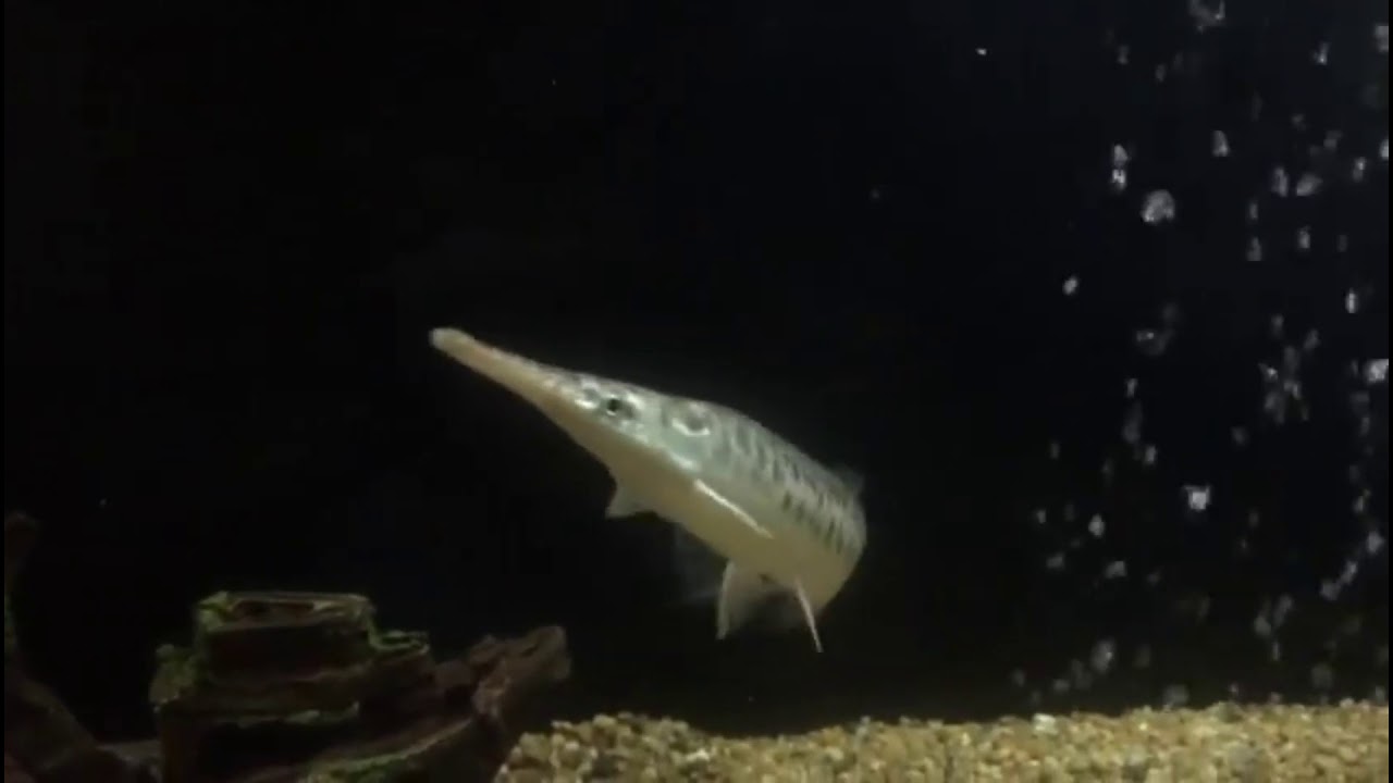 Alligator gar | Alligator | Arowana fish and alligator fish second ...