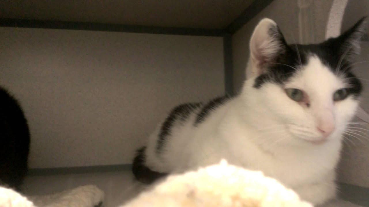 visiting hours at kitty jail - YouTube