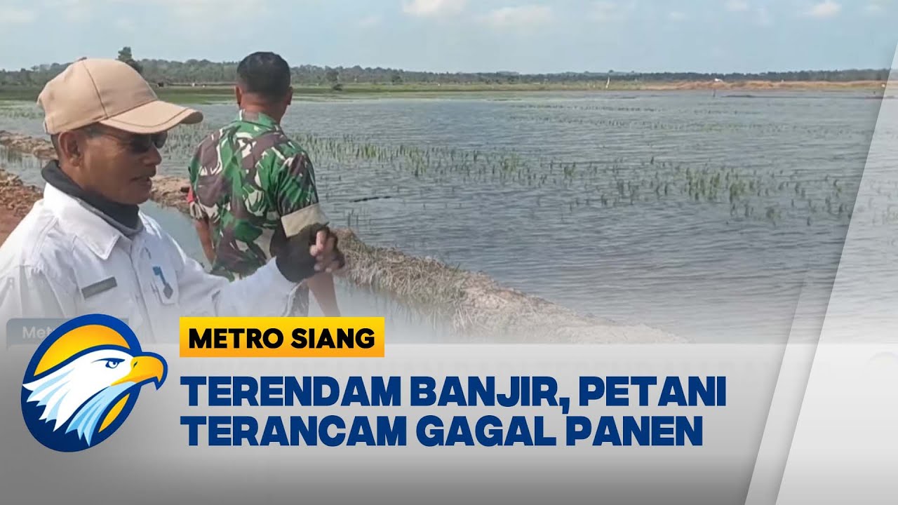 Ratusan Hektare Lahan Padi di Bangka Selatan Terendam Banjir - [Metro ...
