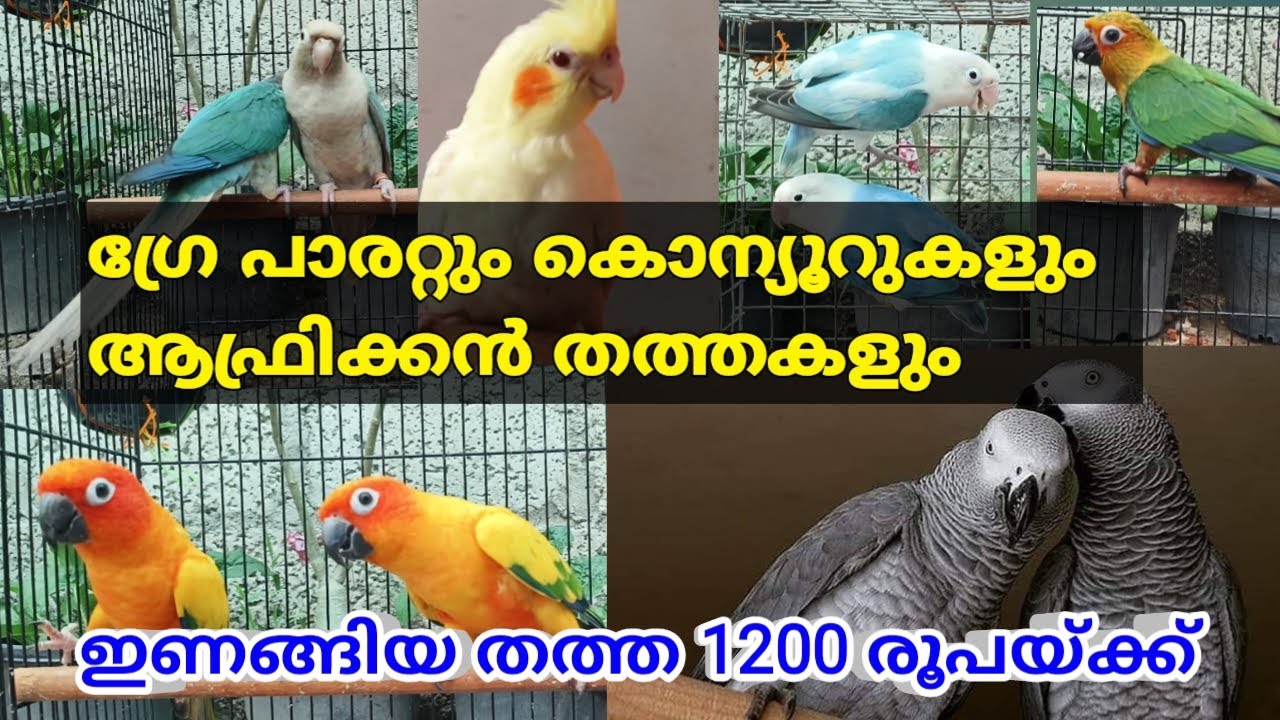 ഇണങ്ങിയ തത്ത 1200 ന് |grey parrot|sunconure |africanlovebirds |conure ...
