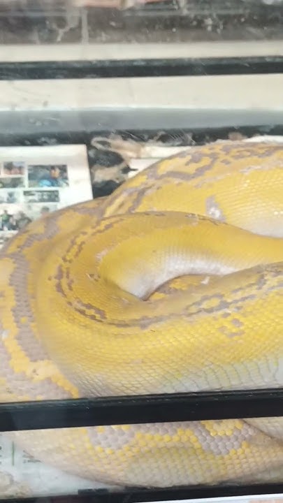 golden python #exzotic - YouTube