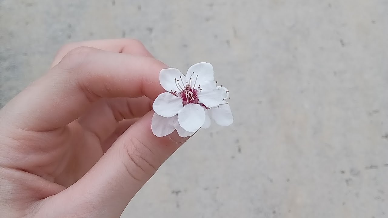 Gscha life - YouTube