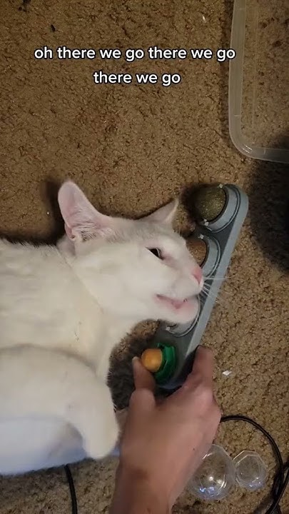 Throwback to the First Catnip Toy I got Mochi - YouTube