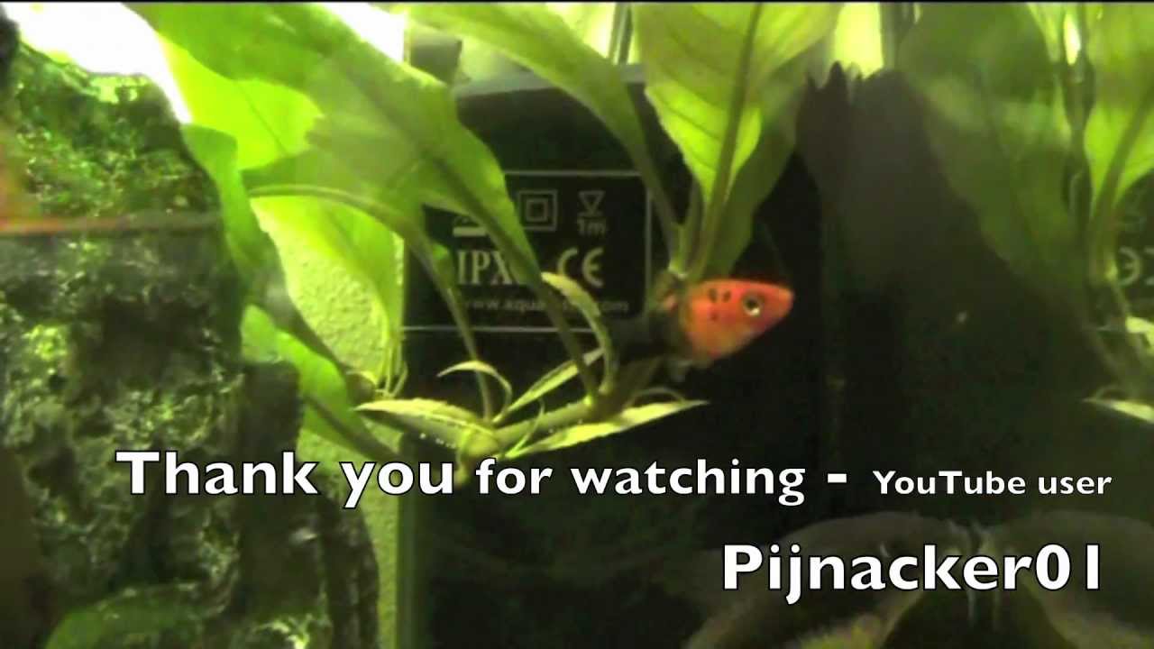 Black Molly - Swordtail Half Breed - tropical fish tank update - YouTube