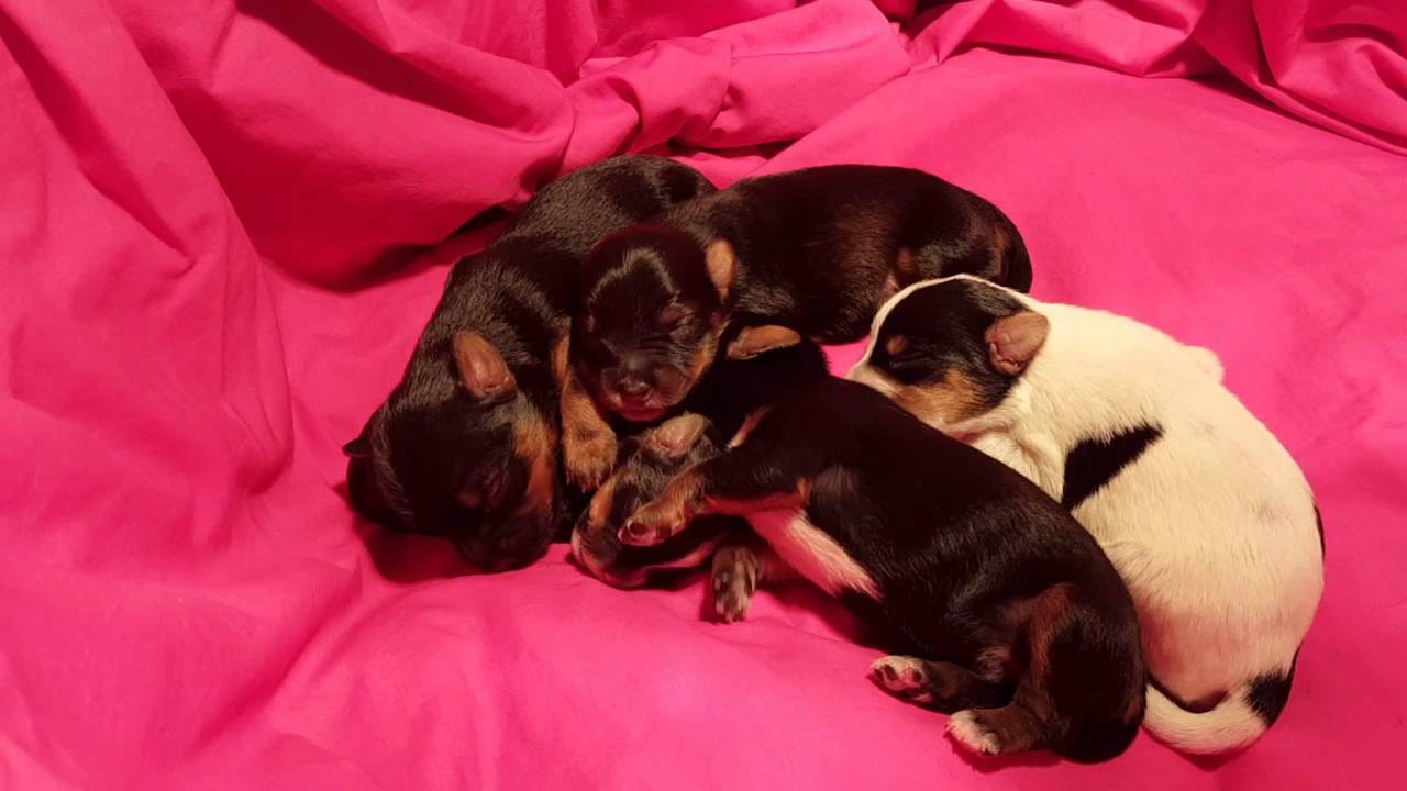 5 Newborn Snorkie Puppies (1 Week Old) - YouTube