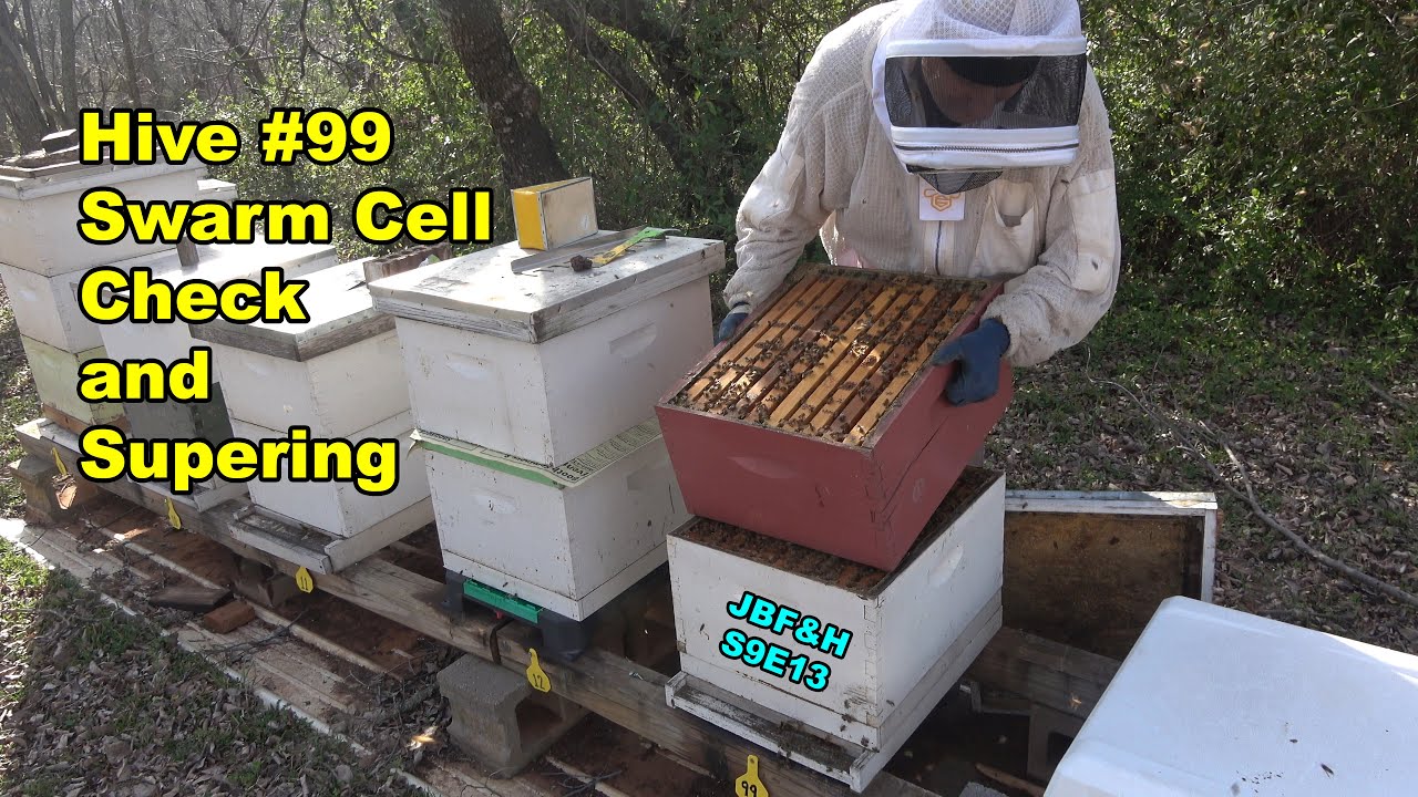 Swarm Cell Checks, Supering & Bee Yard Chores S9E13 #beekeeping - YouTube