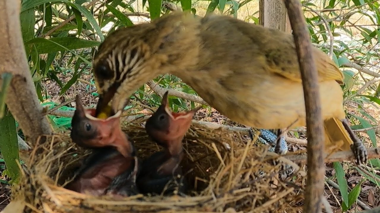 The mother bird is very good - raising the baby to the nest - YouTube
