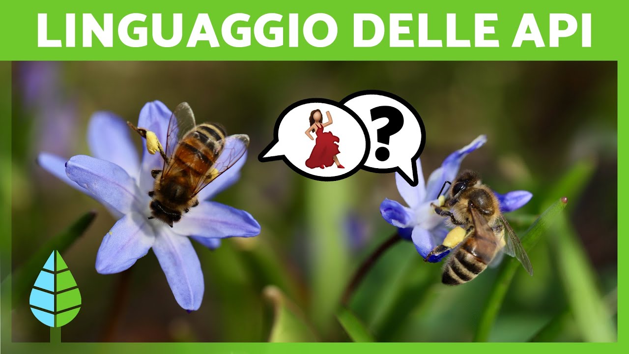 Come COMUNICANO le API? 🐝 La DANZA delle API 💛 - YouTube