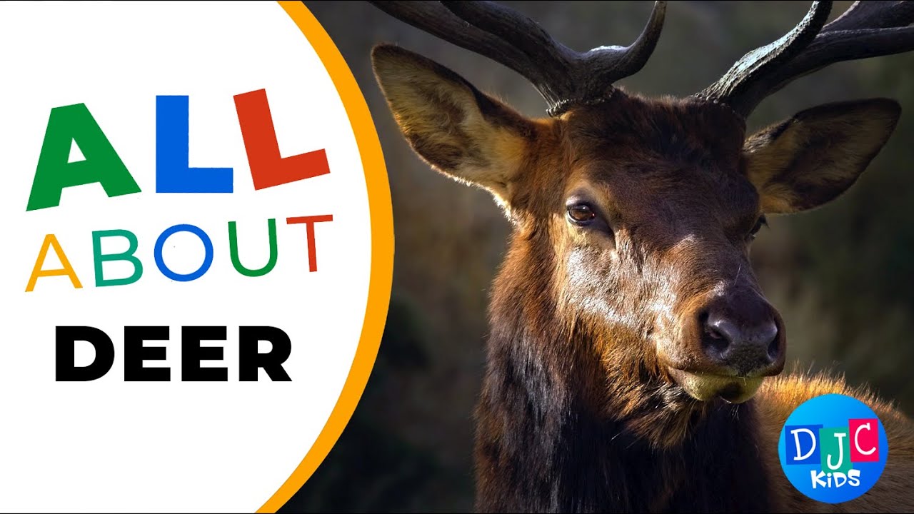 The Wonderful World of Deer! 🦌 - YouTube