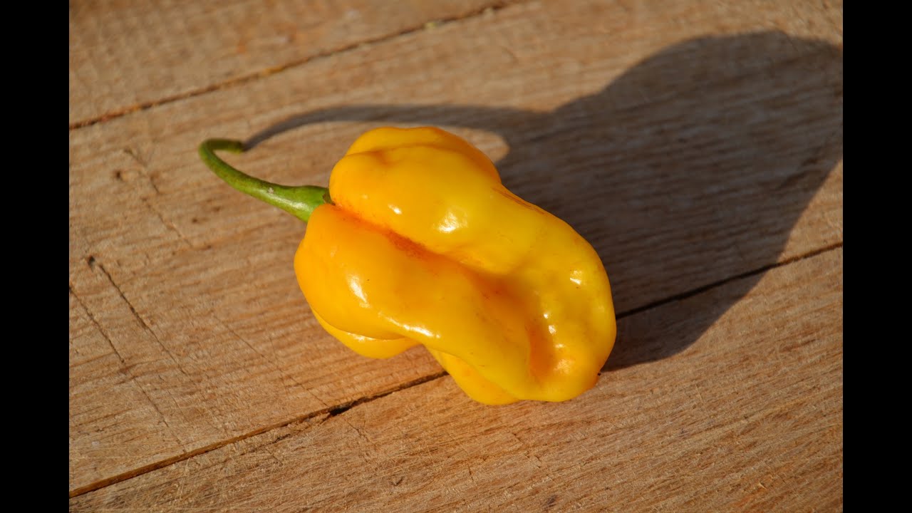 CHILLI TEST - 7 POT YELLOW LARGE - YouTube